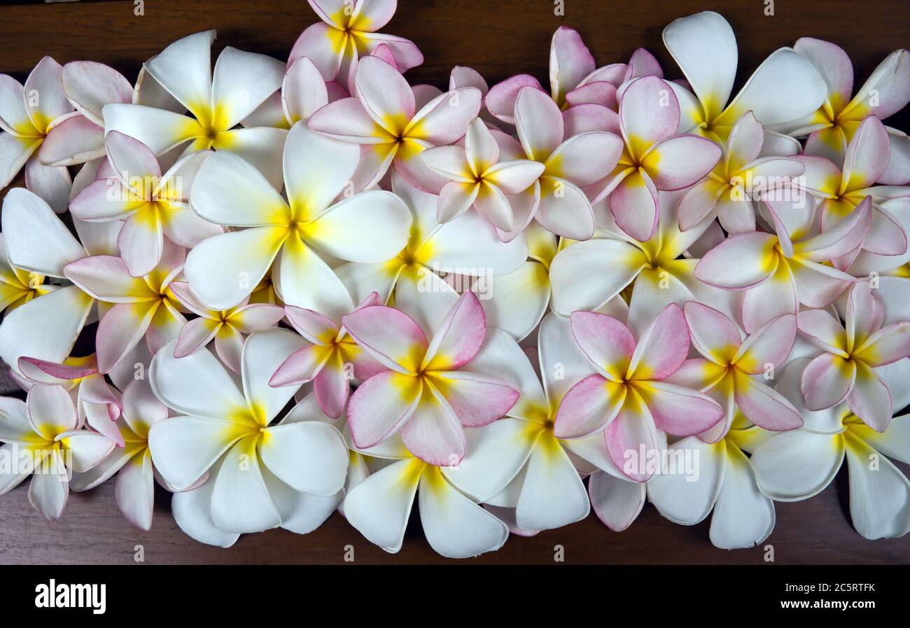 Closeup white and rose plumeria flowers background Stock Photo - Alamy