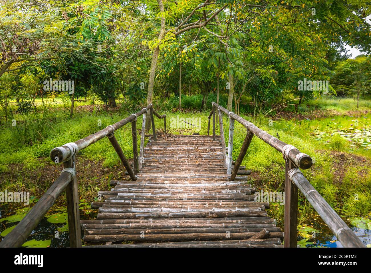 Bridges, bamboo, tropical rain forests Stock Photo - Alamy