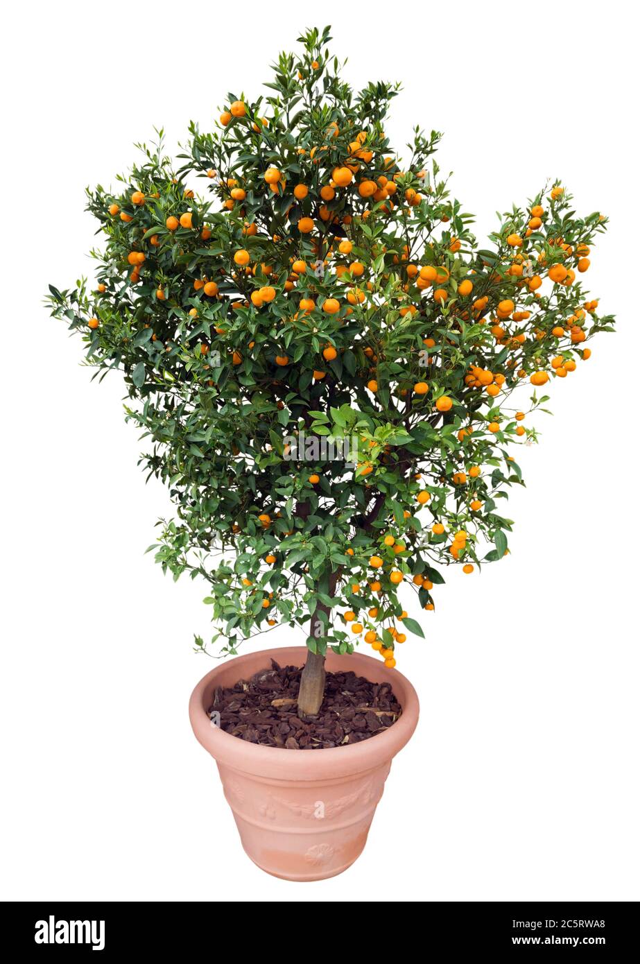 Orange tree isolated on white. Clipping path included Stock Photo - Alamy