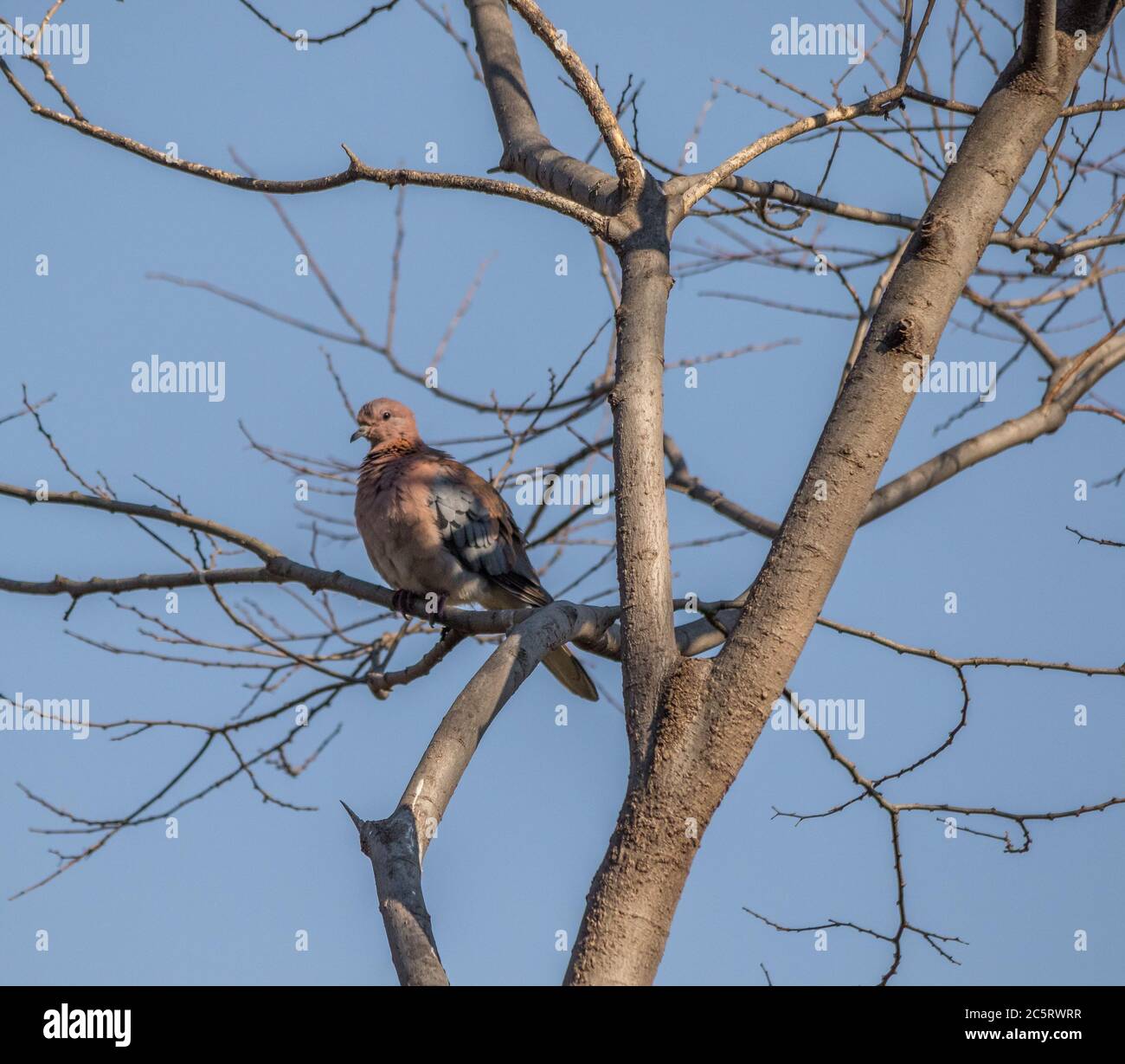 Bird life in urban areas - winter garden birds on the Gauteng Highveld ...