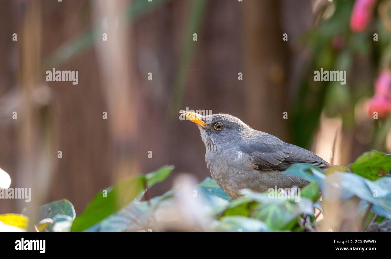 Gauteng garden bird hi-res stock photography and images - Alamy