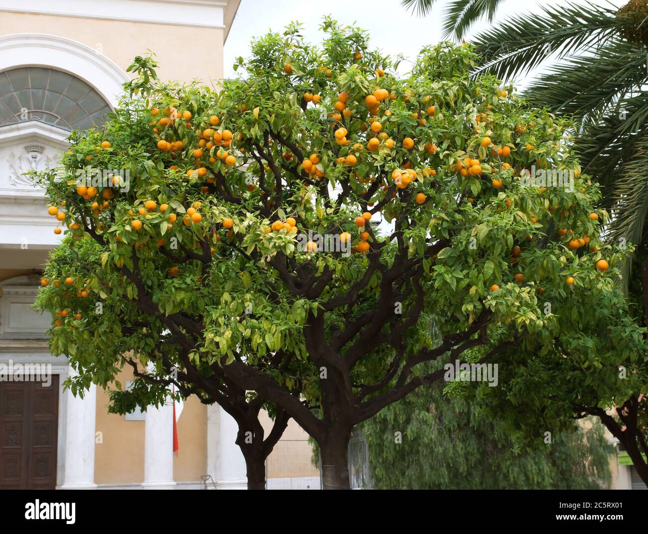 Orange tree with fruits on the street in city of Nice, France Stock ...