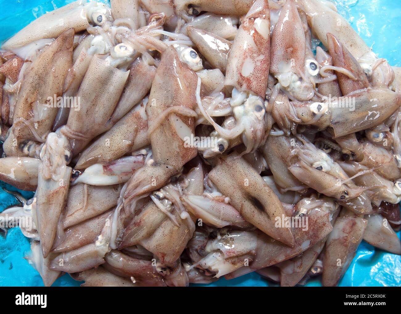 Heap of fresh squids on the fish market in Nice, France Stock Photo - Alamy
