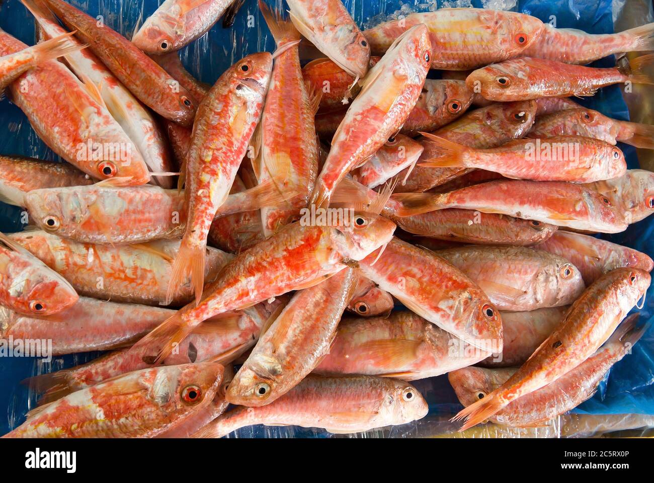 Fresh red mullet for sale on fish market of Marseille, France Stock ...