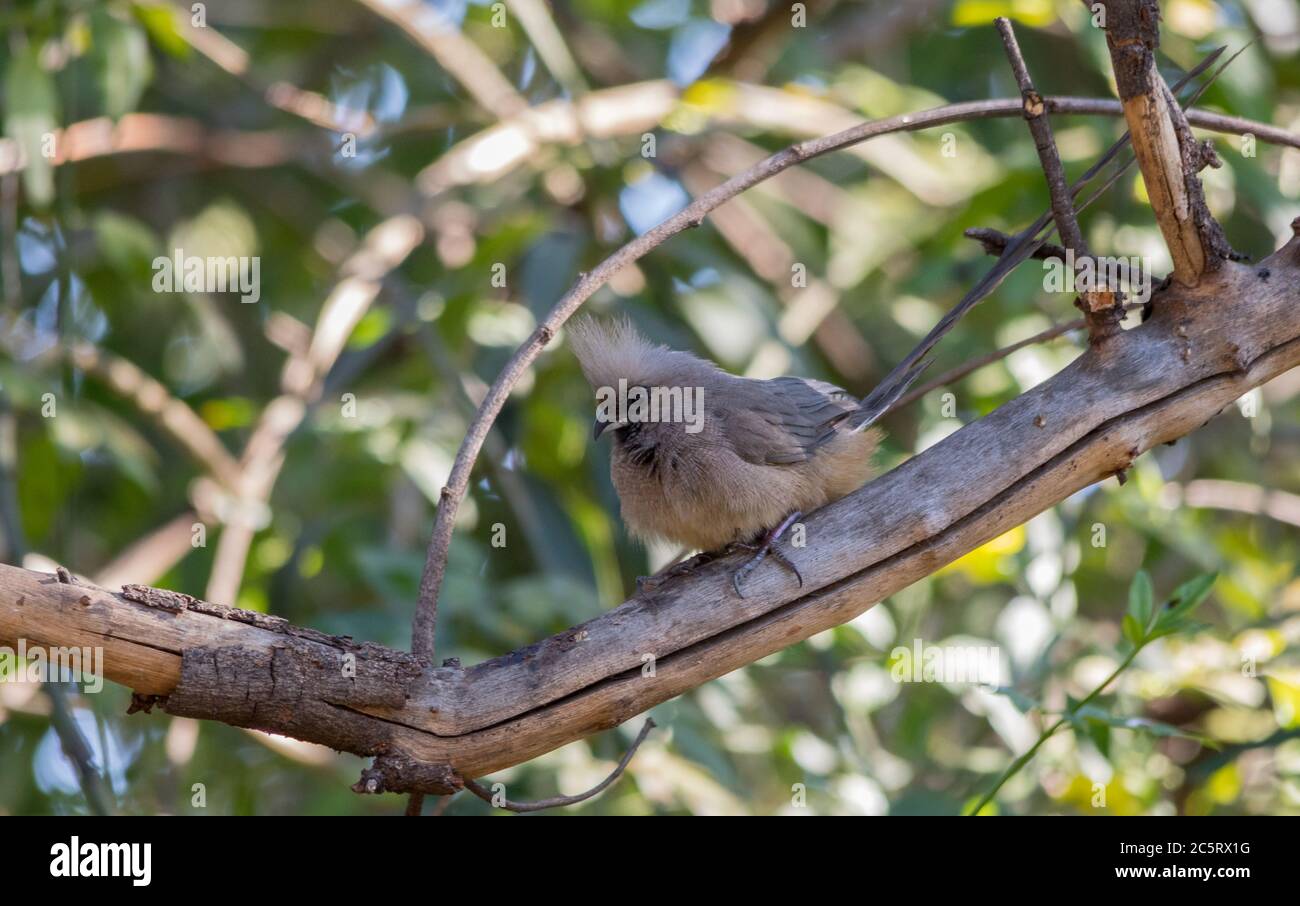 Gauteng garden bird hi-res stock photography and images - Alamy