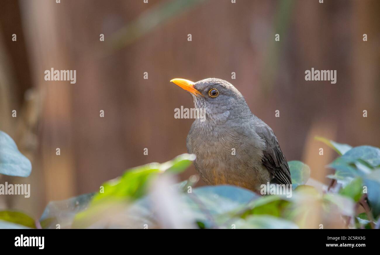 Gauteng garden bird hi-res stock photography and images - Alamy