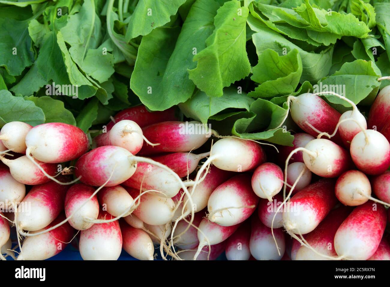 Many fresh radishes on the street market Stock Photo - Alamy