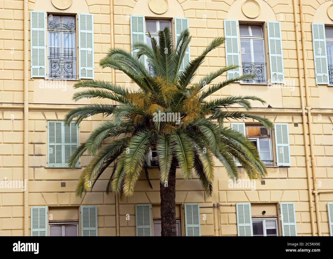 Palm tree against yellow building in city of Nice, France Stock Photo ...