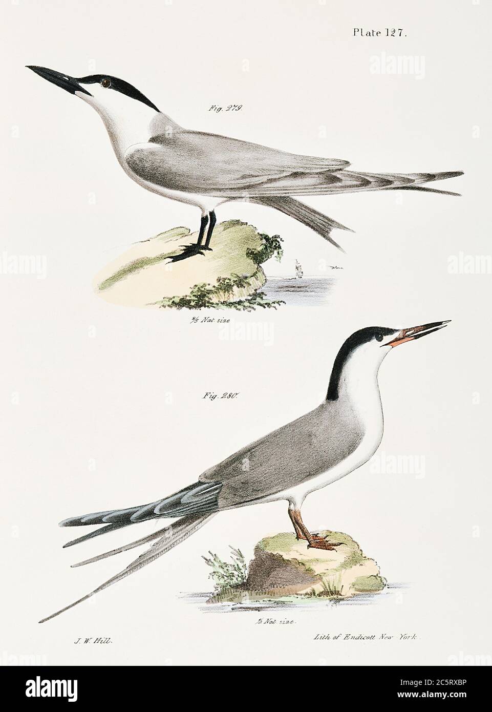 Flying tern drawing hi-res stock photography and images - Alamy
