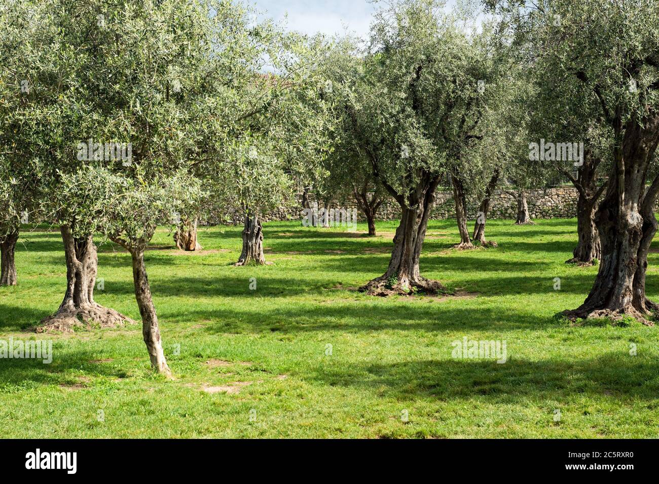 Olive grove in south france hi-res stock photography and images - Alamy