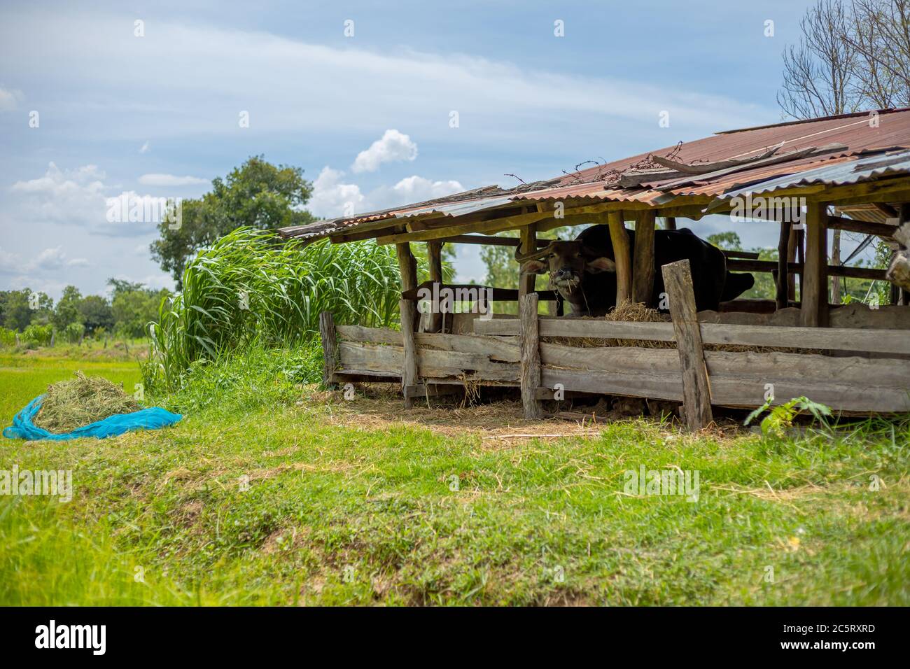 buffalo in corral beside a house farming Stock Photo - Alamy