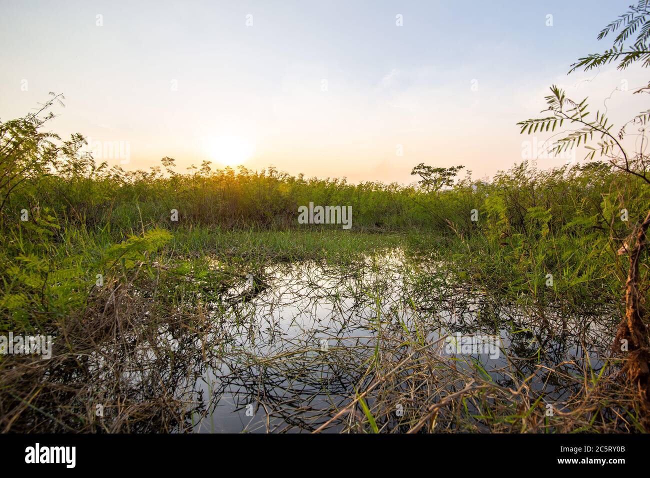 Landscape little tree grow in water and sunrise in the morning with ...