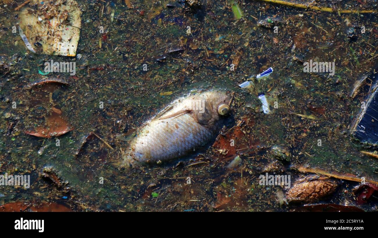 River that is polluted with various garbage and trash. With dead fish ...