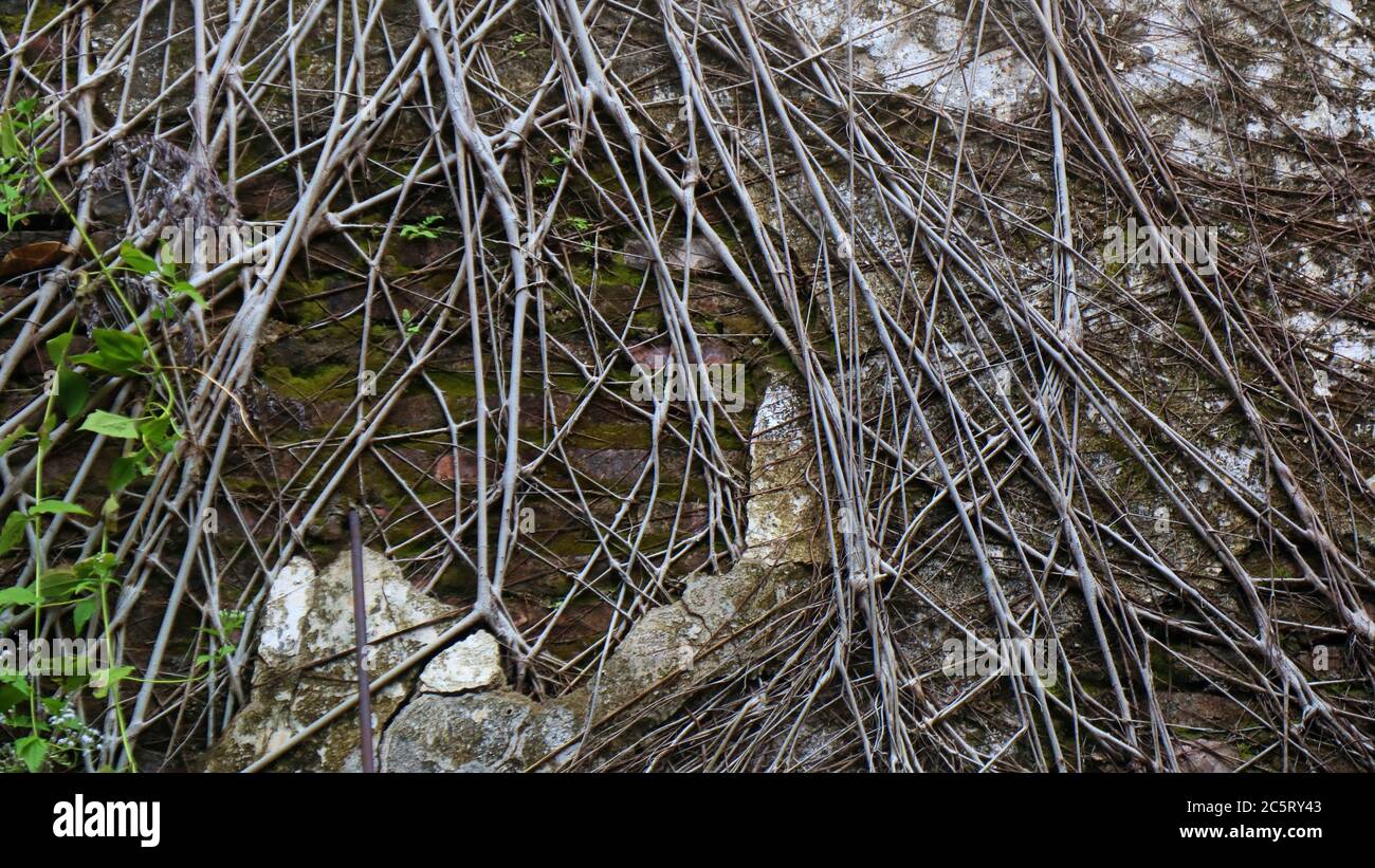 Tree root on red brick wall Stock Photo - Alamy
