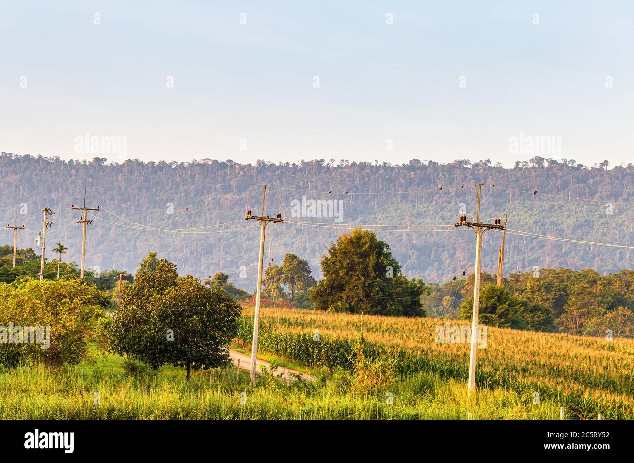 Pole Corn High Resolution Stock Photography and Images - Alamy
