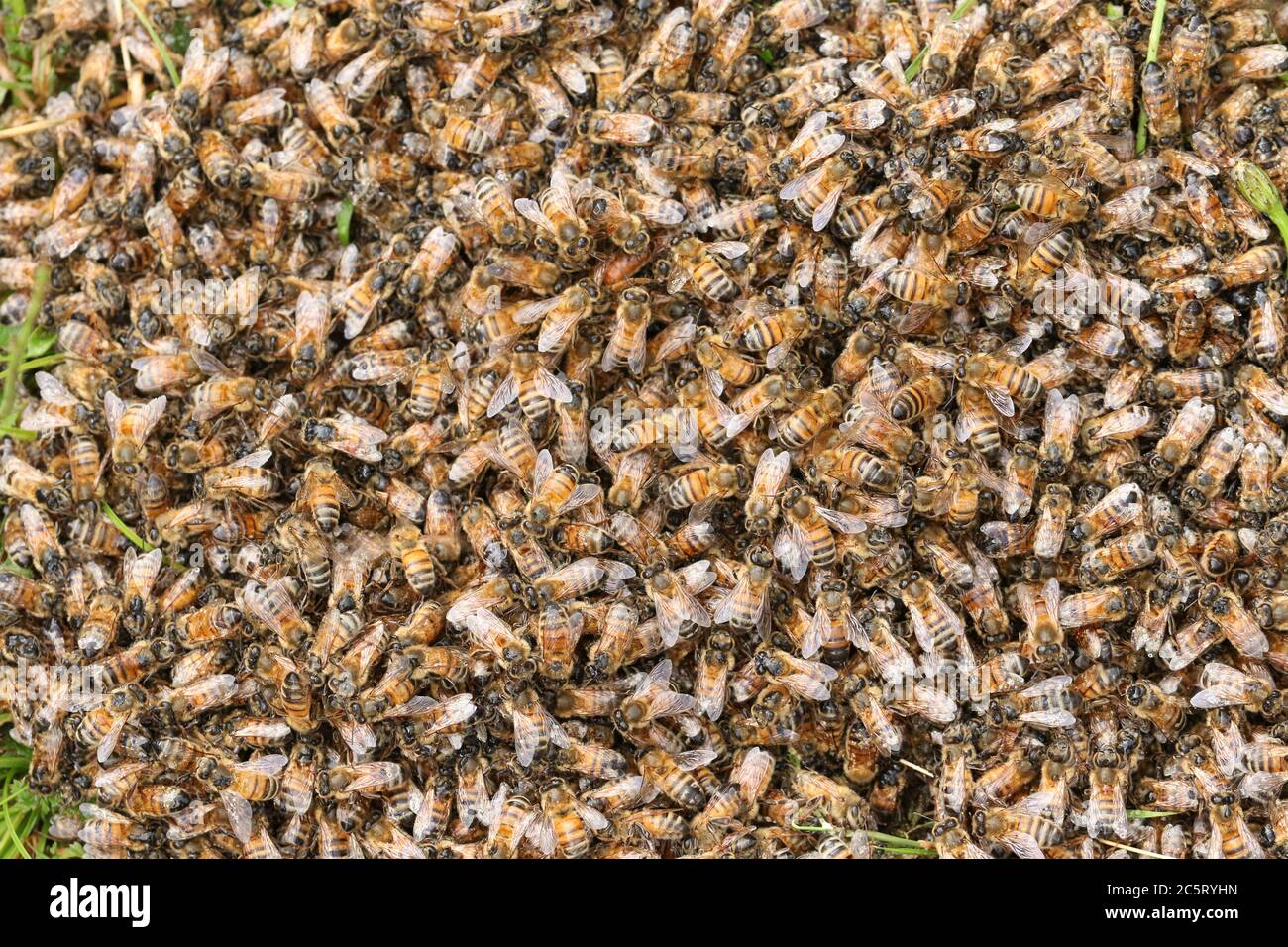animal, apis, apis mellifera, background, beautiful, beauty, bee ...