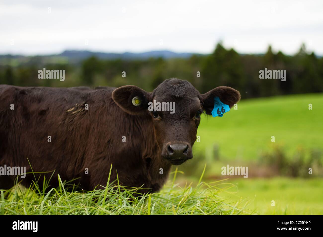 Young calves enjoying the green pastures of an organic farm Stock Photo ...