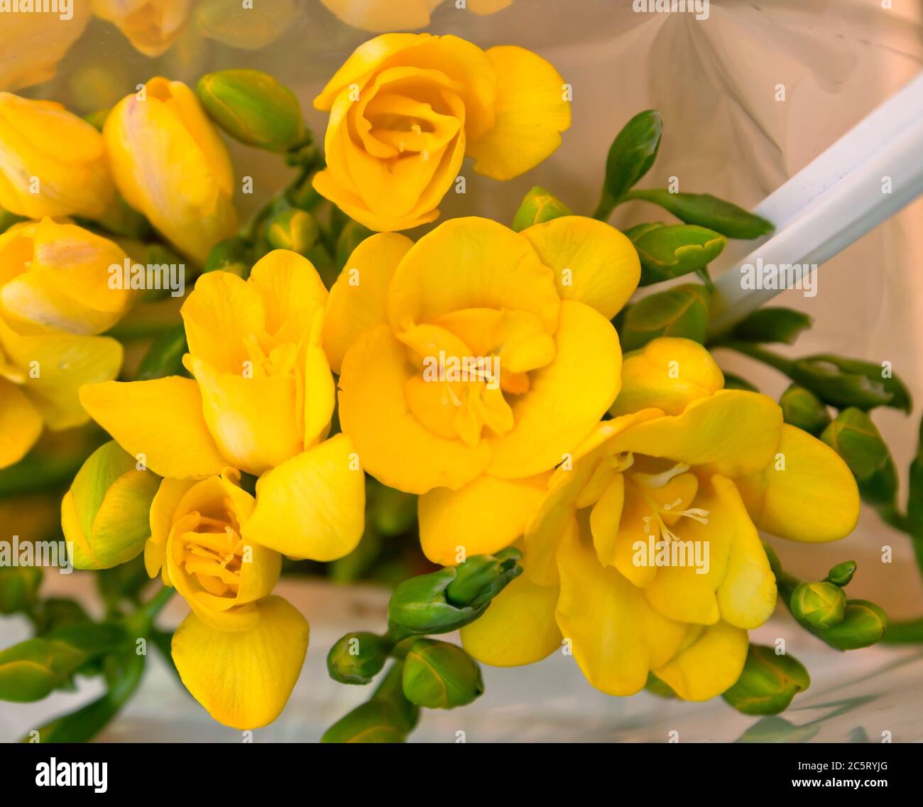 Vivid yellow freesia Stock Photo - Alamy