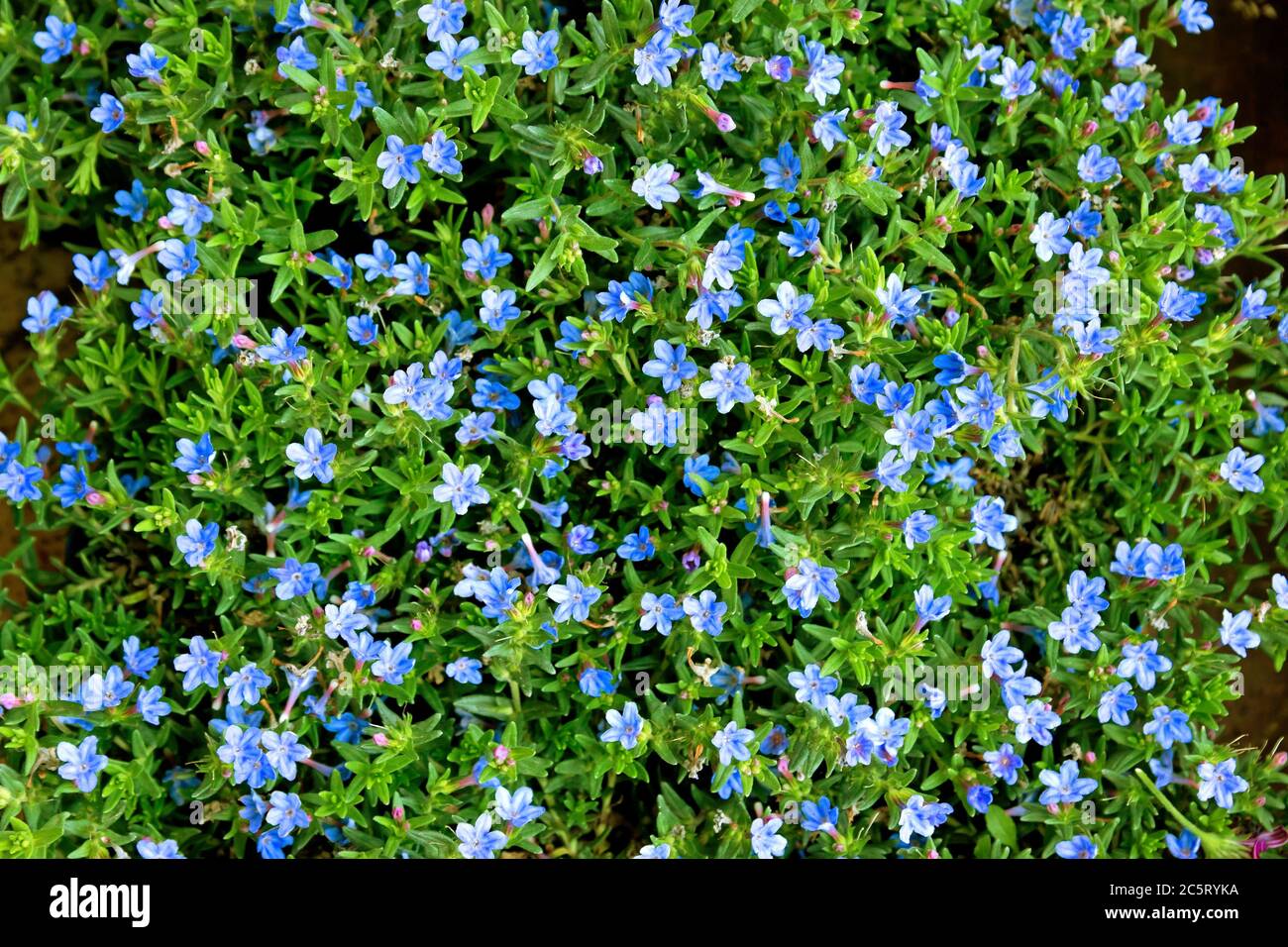 Backgrounds of wild blue flowers growing outdoors Stock Photo - Alamy