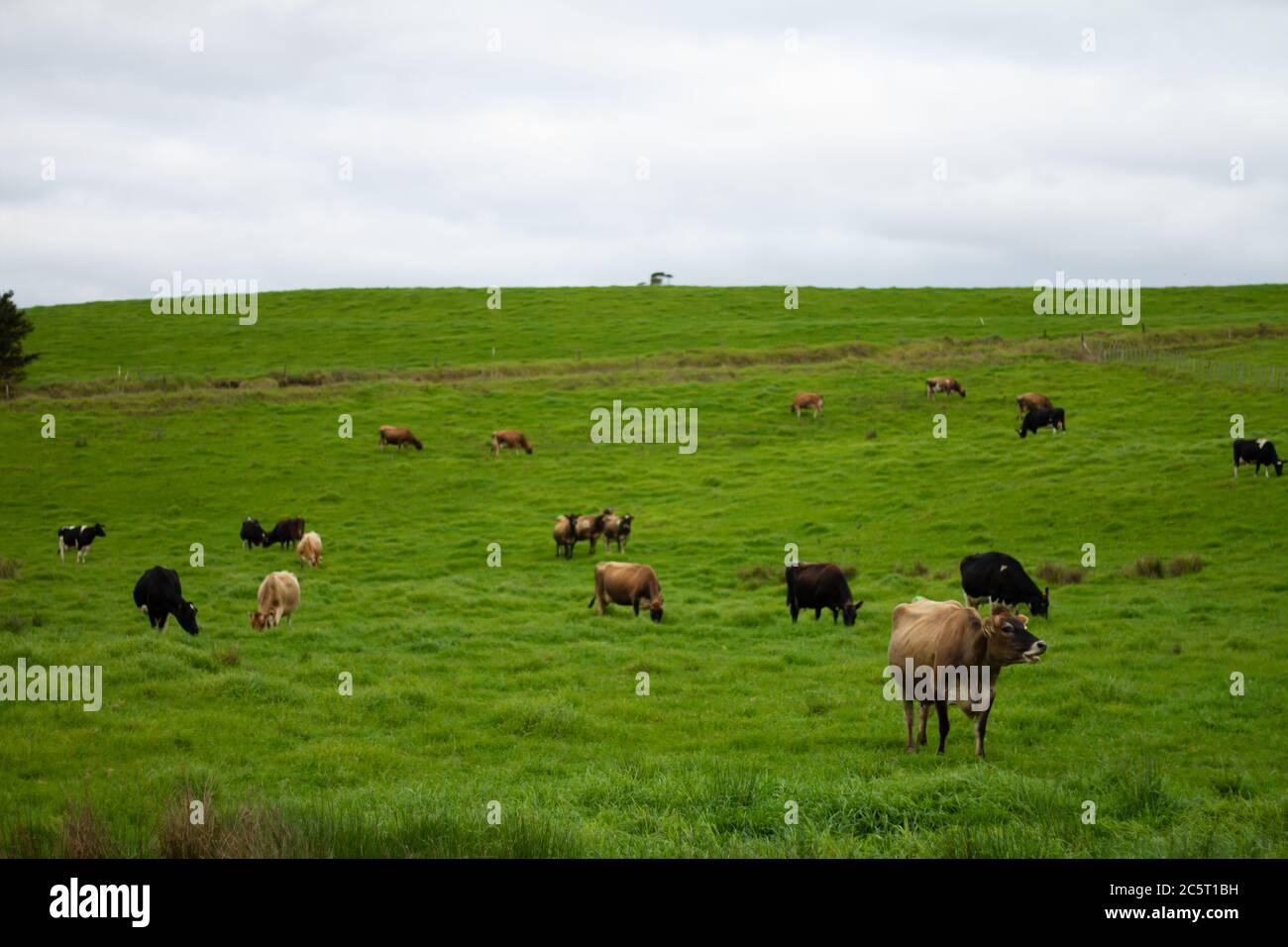 Dairy cows enjoying the green pastures of an organic farm Stock Photo ...