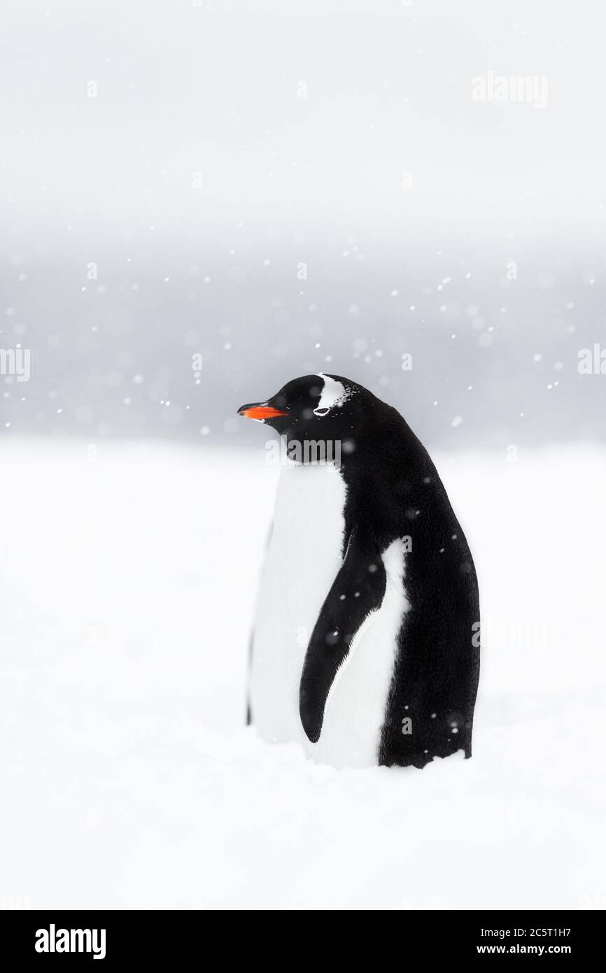 Penguin in snow hi-res stock photography and images - Alamy