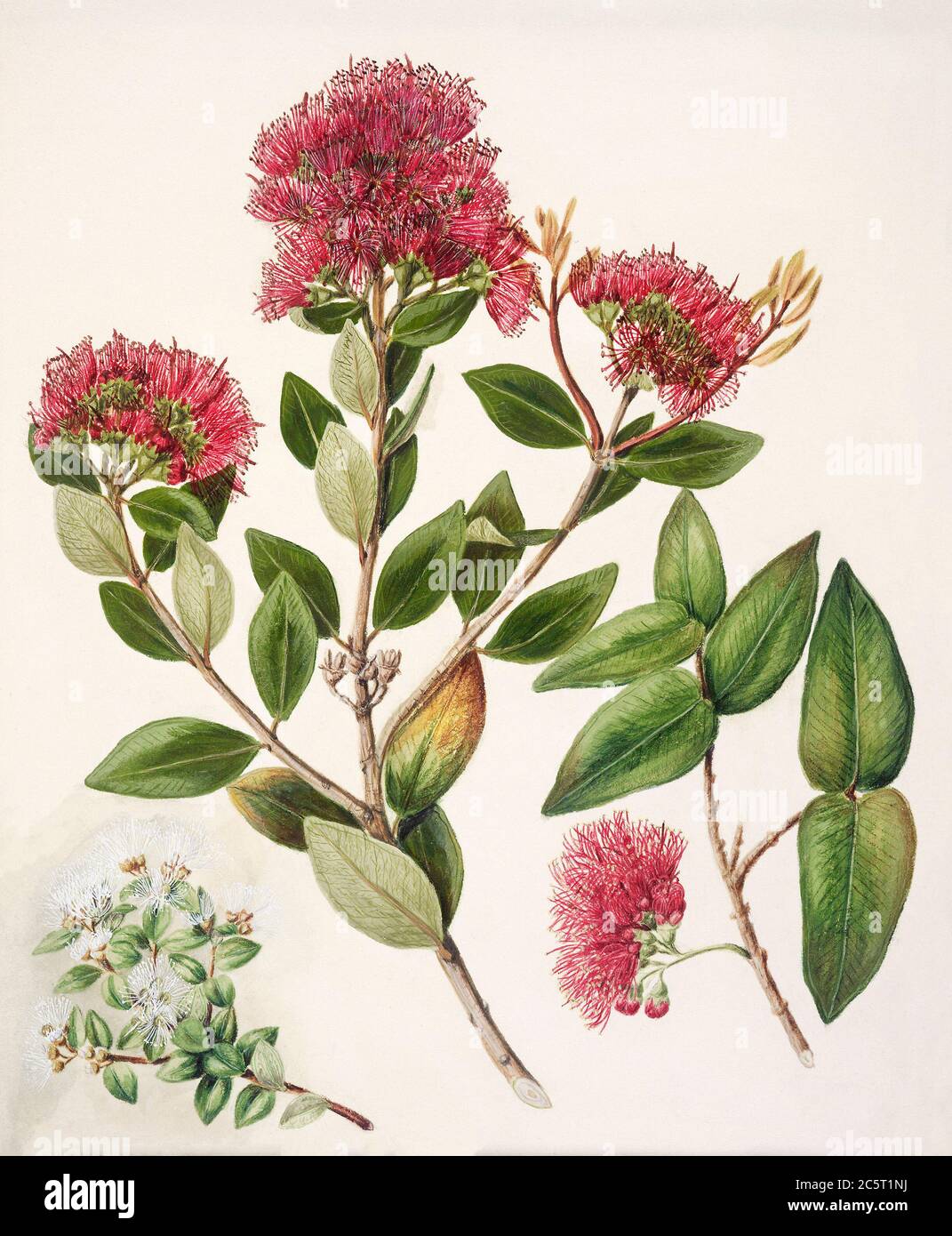 Rata blossom hi-res stock photography and images - Alamy