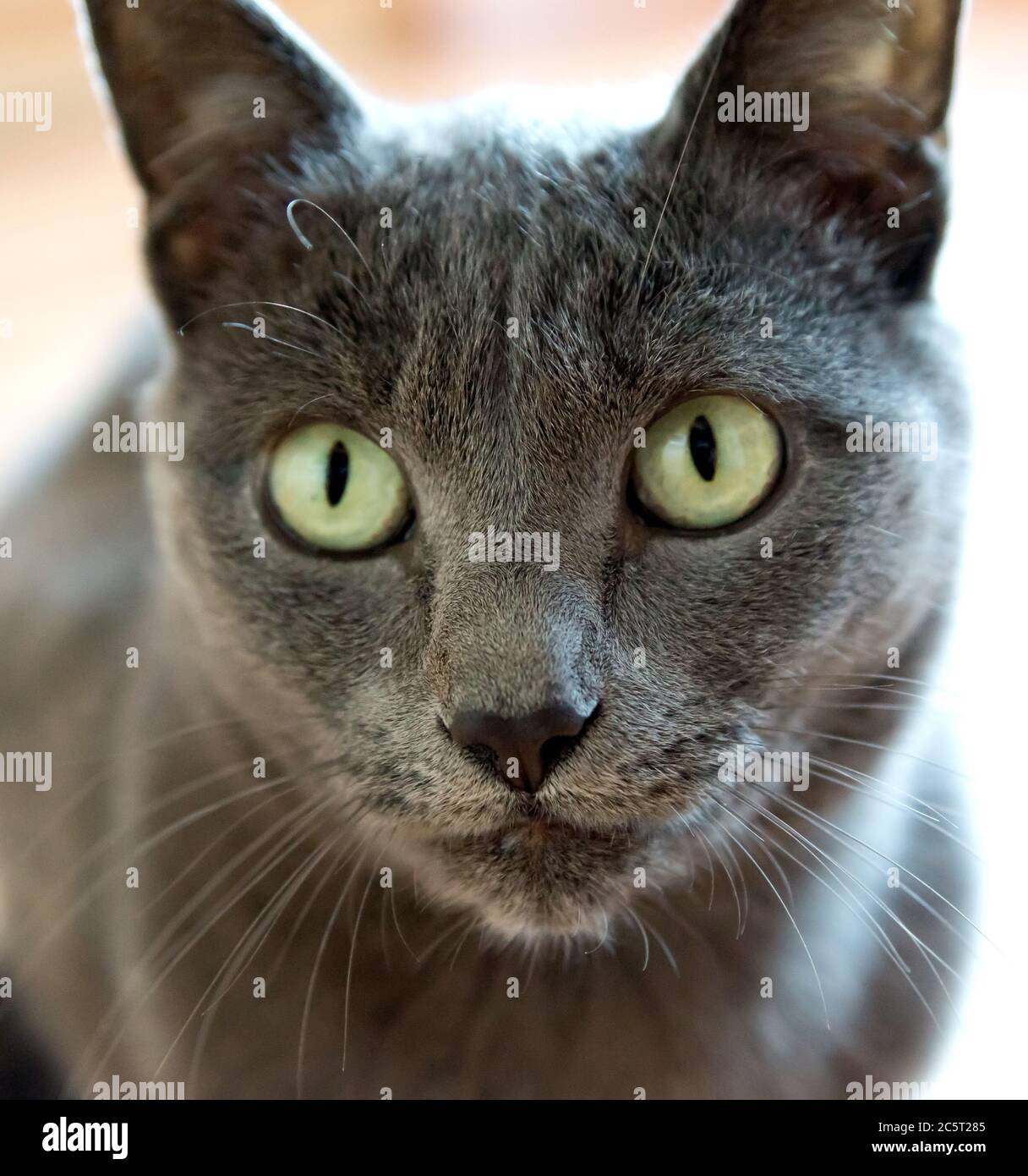 Portrait of a purebred Russian blue Cat Stock Photo - Alamy