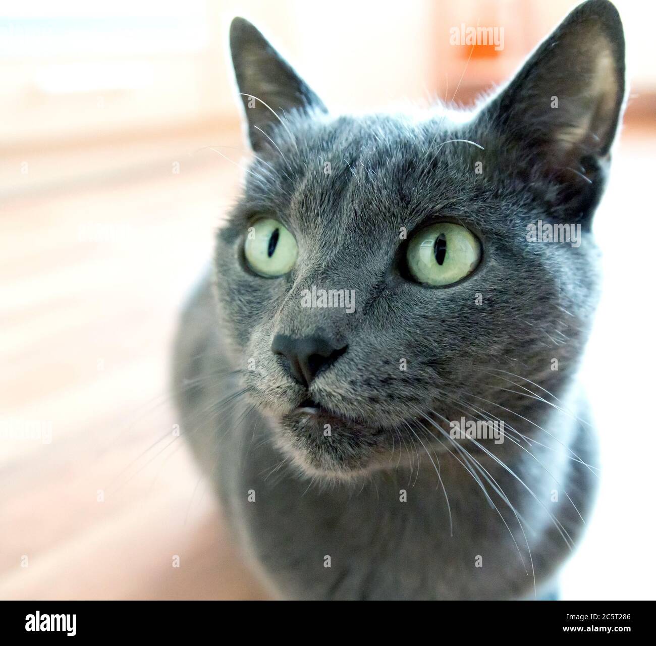 Portrait of a purebred Russian blue Cat Stock Photo - Alamy