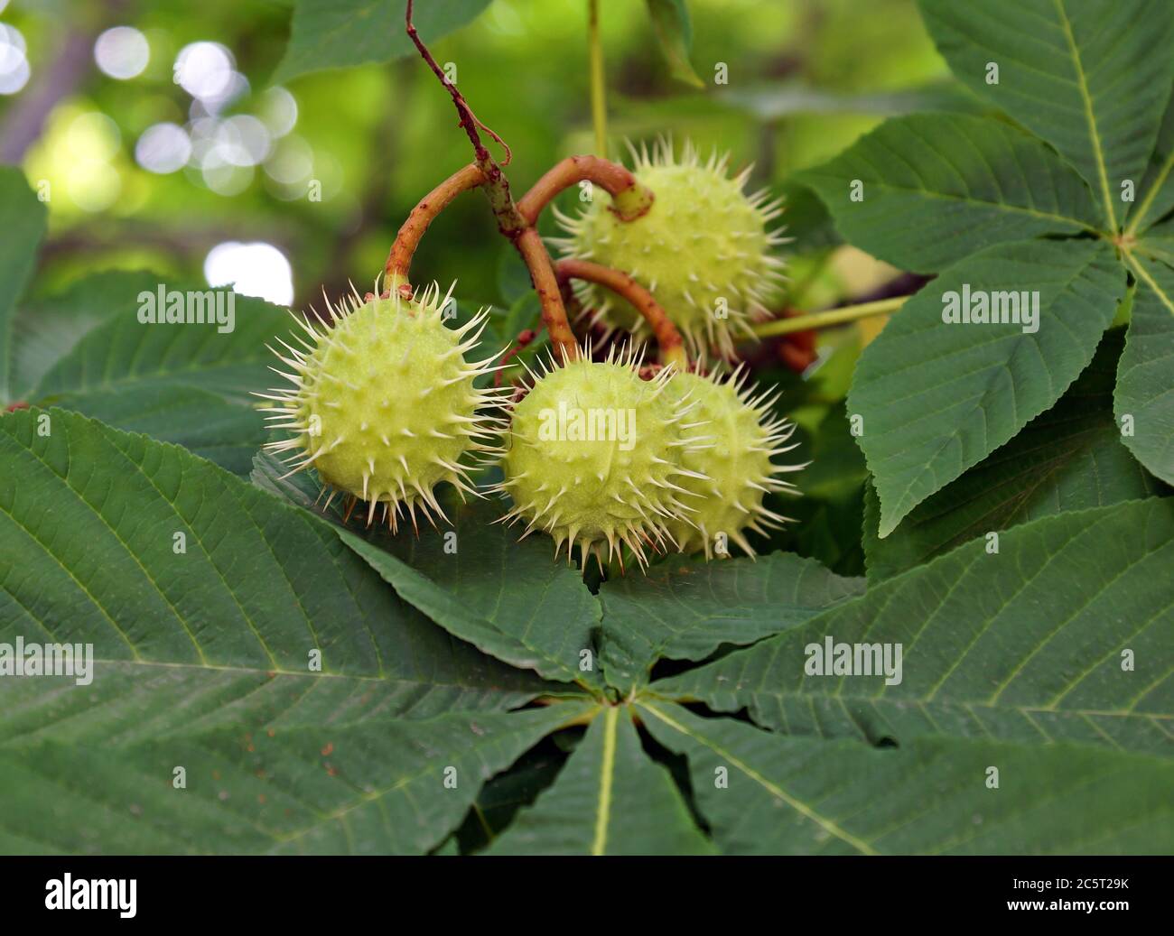 Chestnuts on tree branch - Aesculus hippocastanum fruits Stock Photo ...