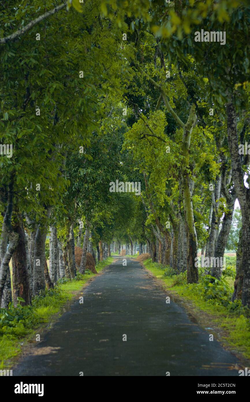 Avenue under tall trees hi-res stock photography and images - Alamy