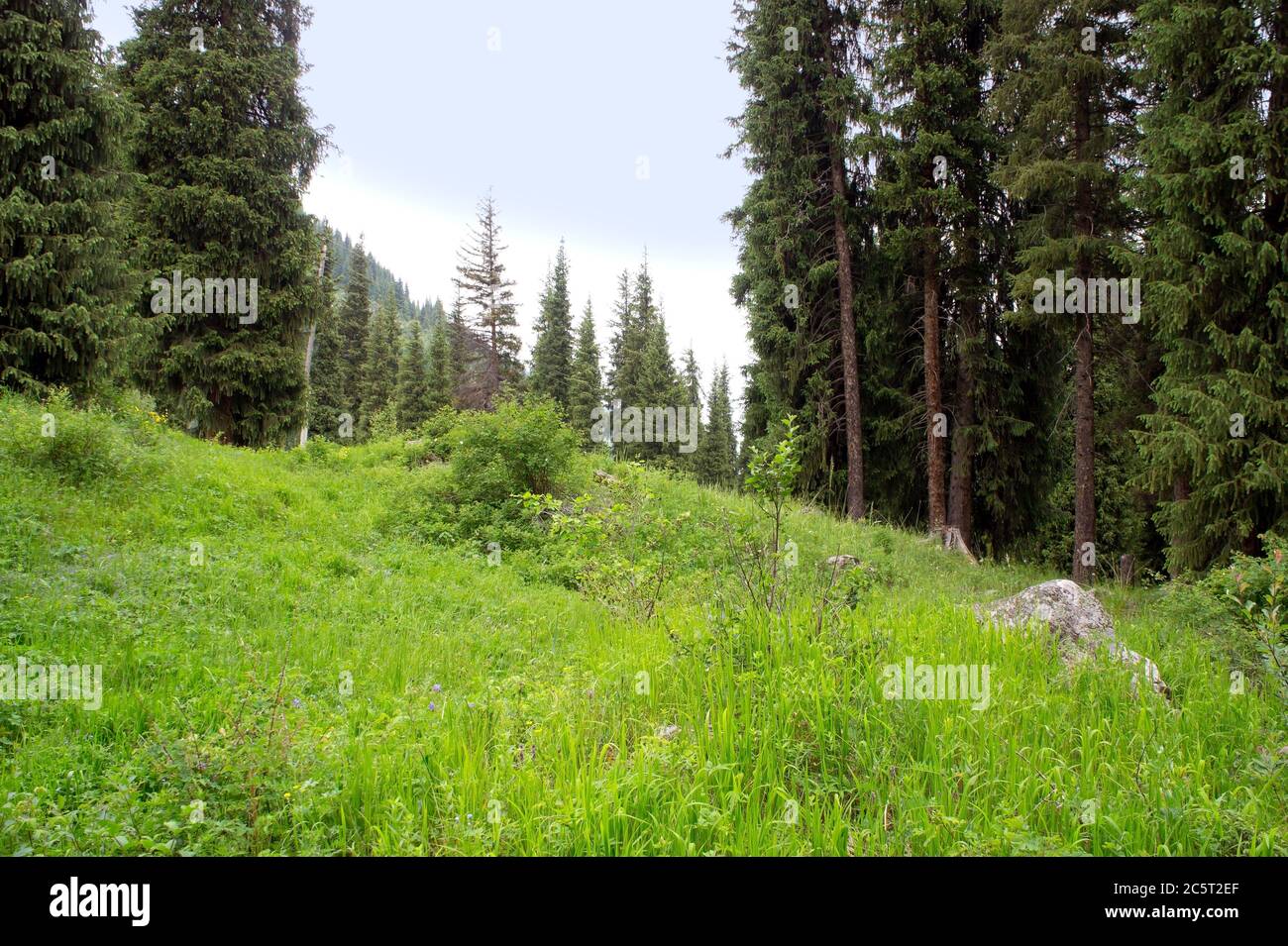 Summer alpine forests - fir forest in mountains Stock Photo - Alamy