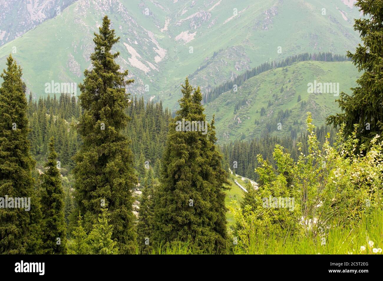 Alpine forests hi-res stock photography and images - Alamy