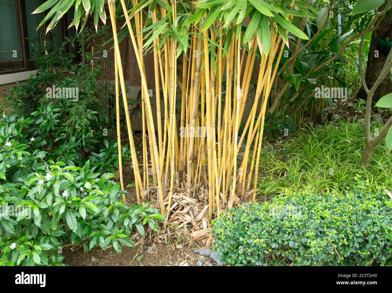Yellow bamboo stems plants in the garden Stock Photo - Alamy