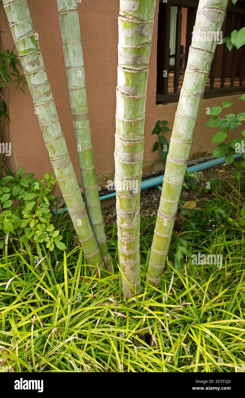Strong green stems hi-res stock photography and images - Alamy