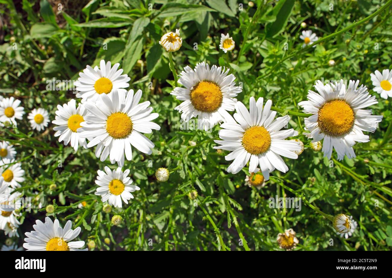 Camomile flowers texture on a sunny day Stock Photo - Alamy
