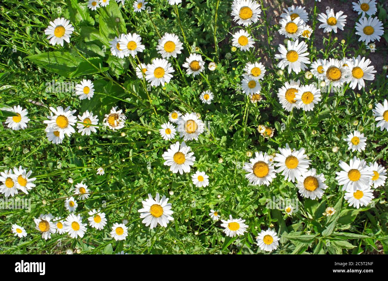 Camomile flowers texture on a sunny day Stock Photo - Alamy