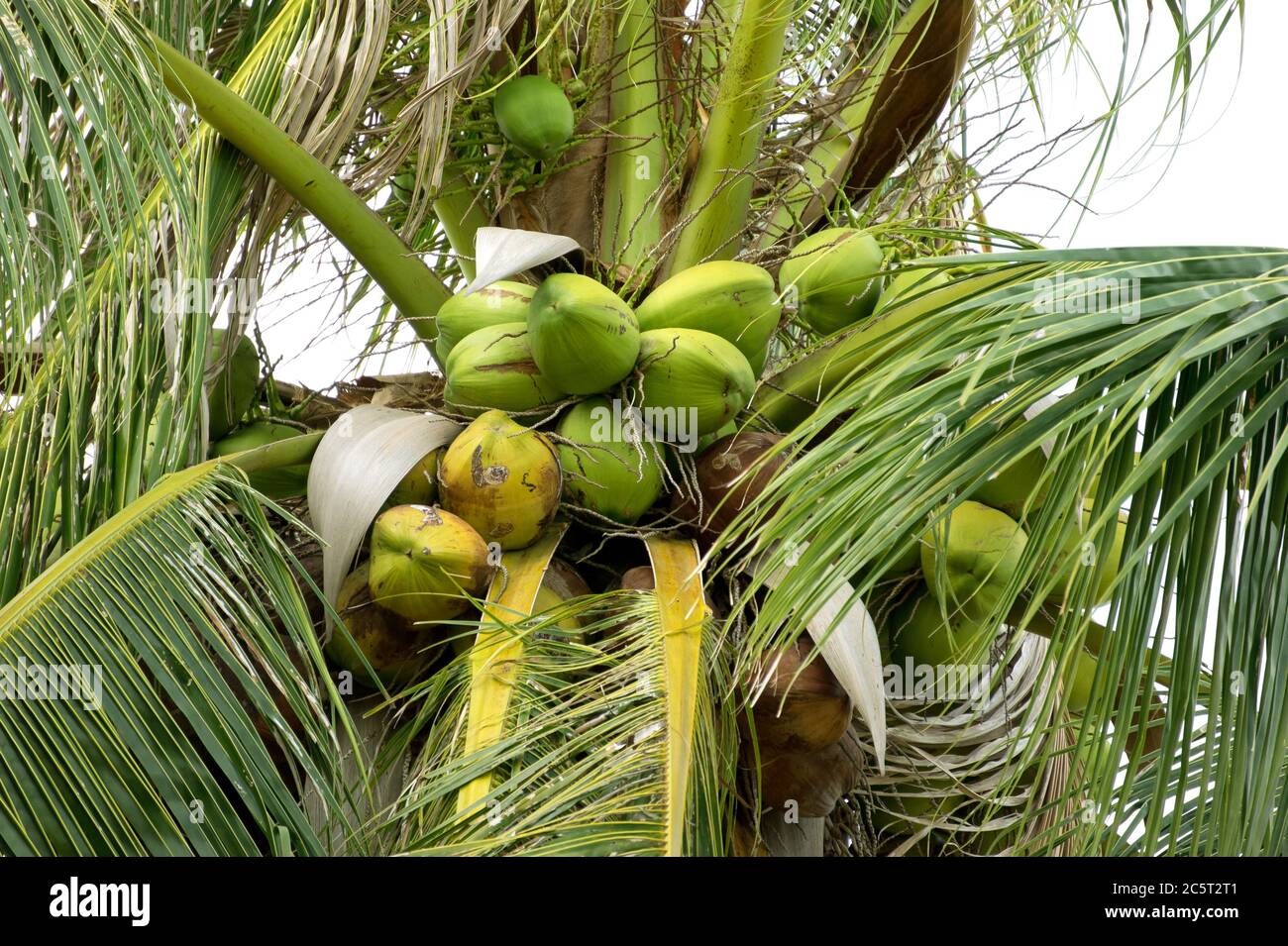 Wild coconut palm tree closeup with green fruits Stock Photo - Alamy