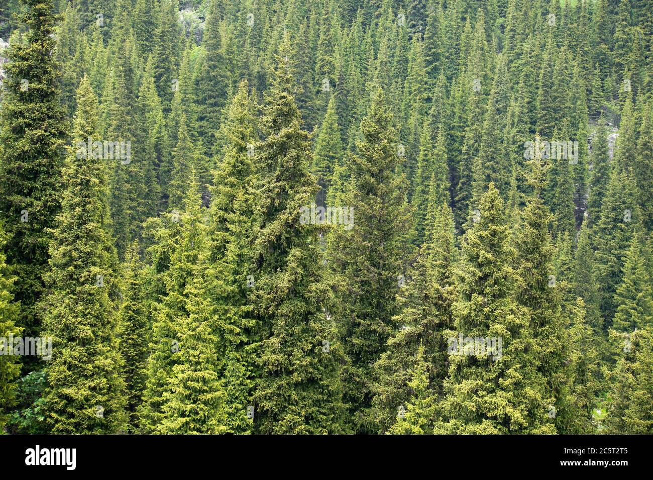 Full image of coniferous trees in alps - backgrounds Stock Photo - Alamy
