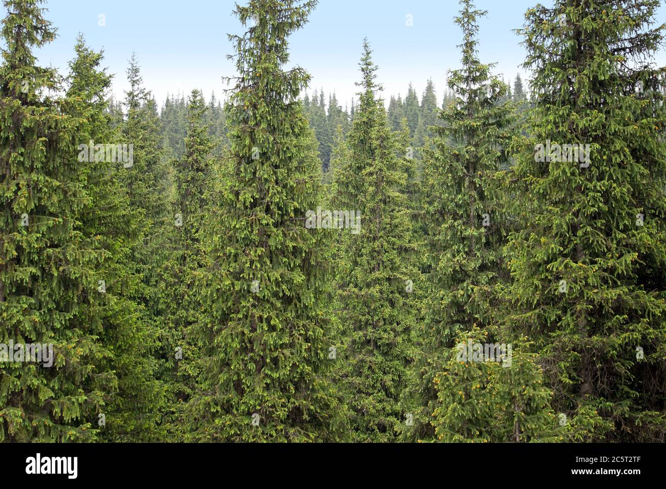 Full image of coniferous trees in alps - backgrounds Stock Photo - Alamy
