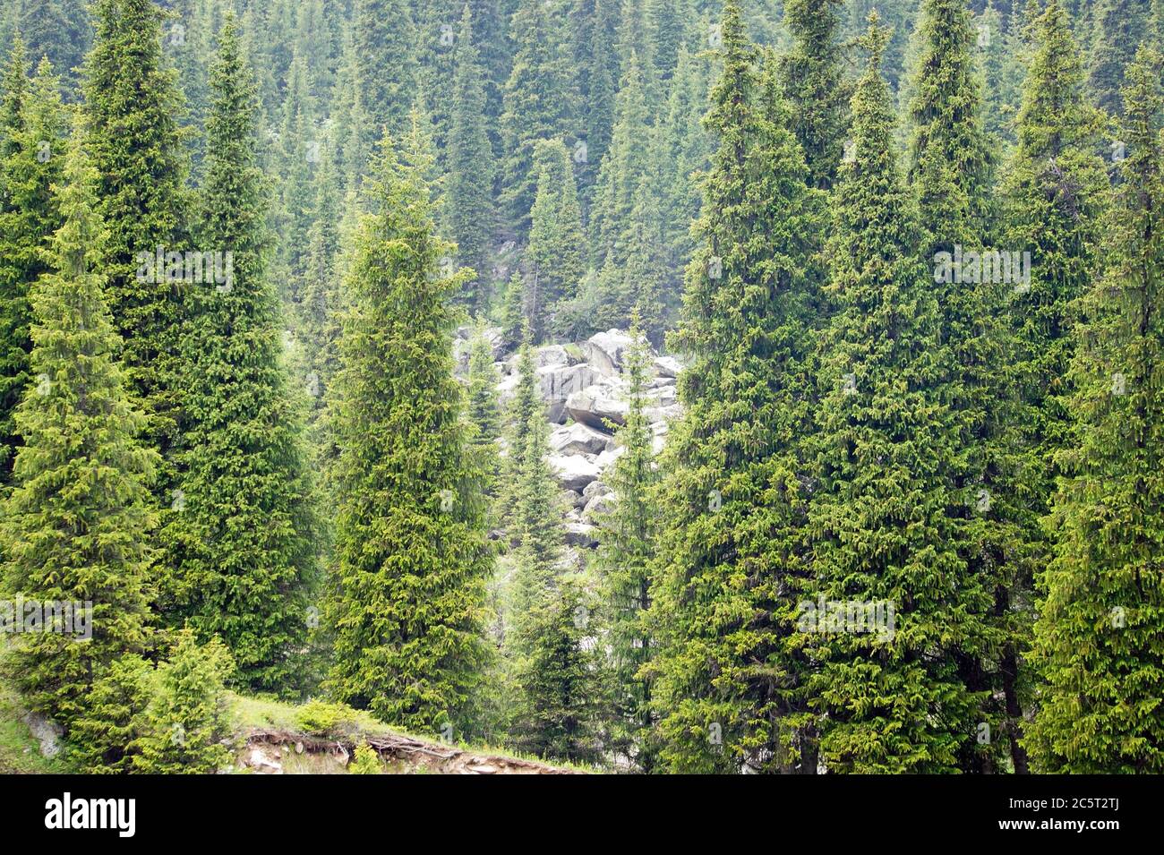 Full image of coniferous trees in alps - backgrounds Stock Photo - Alamy