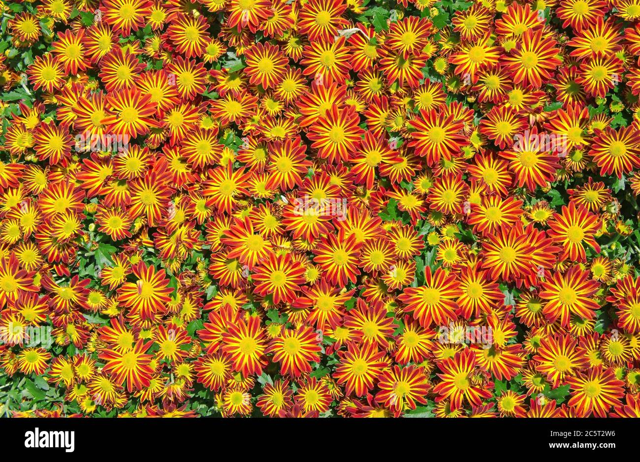 Red-yellow daisy flower texture in sunny day Stock Photo - Alamy