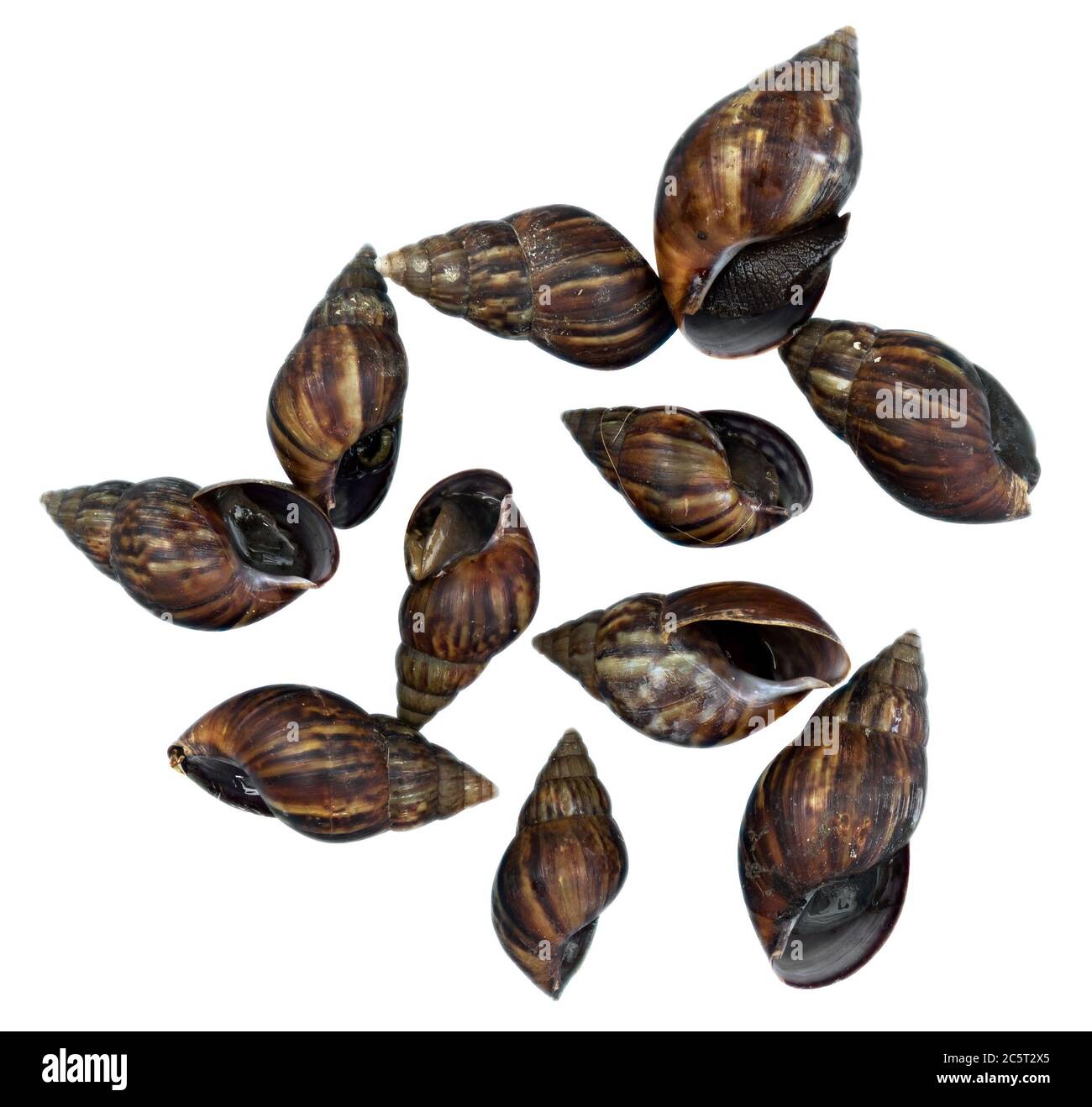 Mollusks isolated on white background. Clipping path included Stock ...