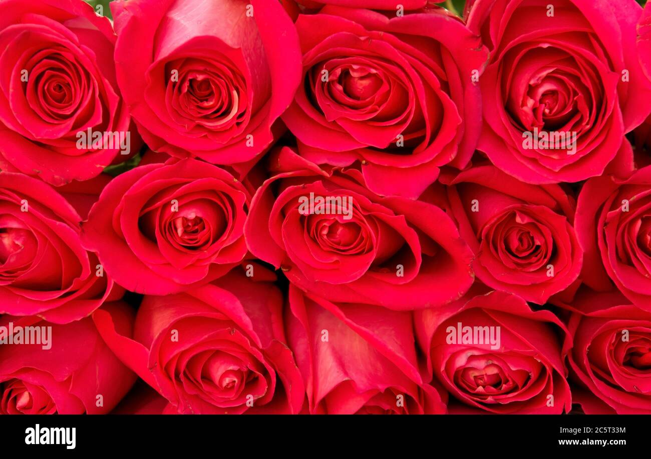 Red natural roses background close up Stock Photo - Alamy