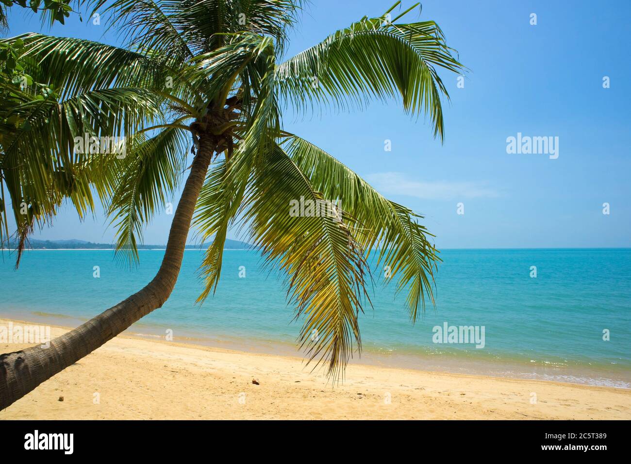 Tropical beach with coconut palm, Ko Samui, Thailand Stock Photo - Alamy