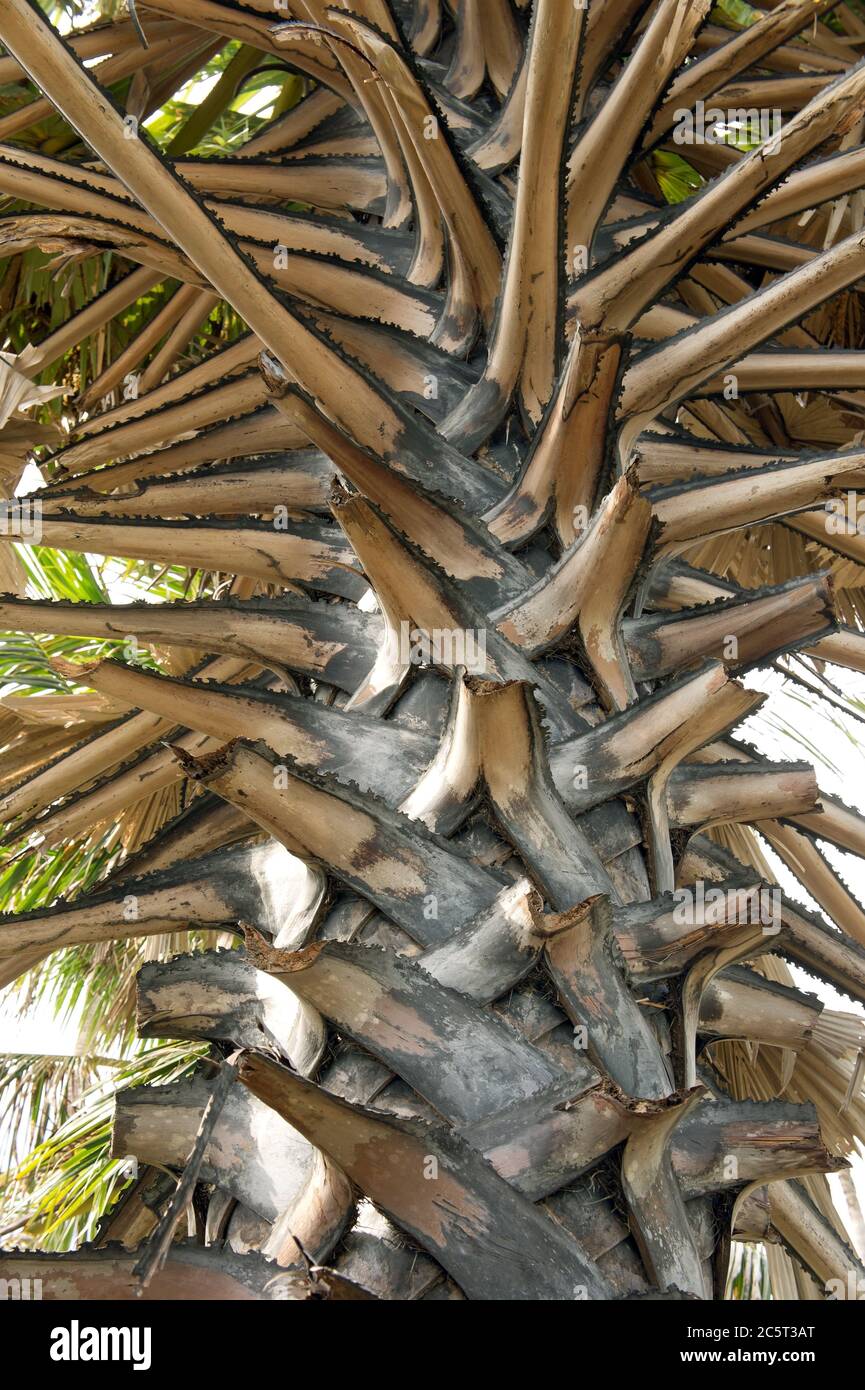 Upper trunk detail of old palm tree Stock Photo - Alamy