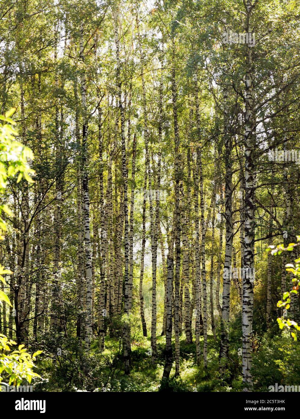 Large Birch and Aspens Trees Forest in summer Stock Photo - Alamy