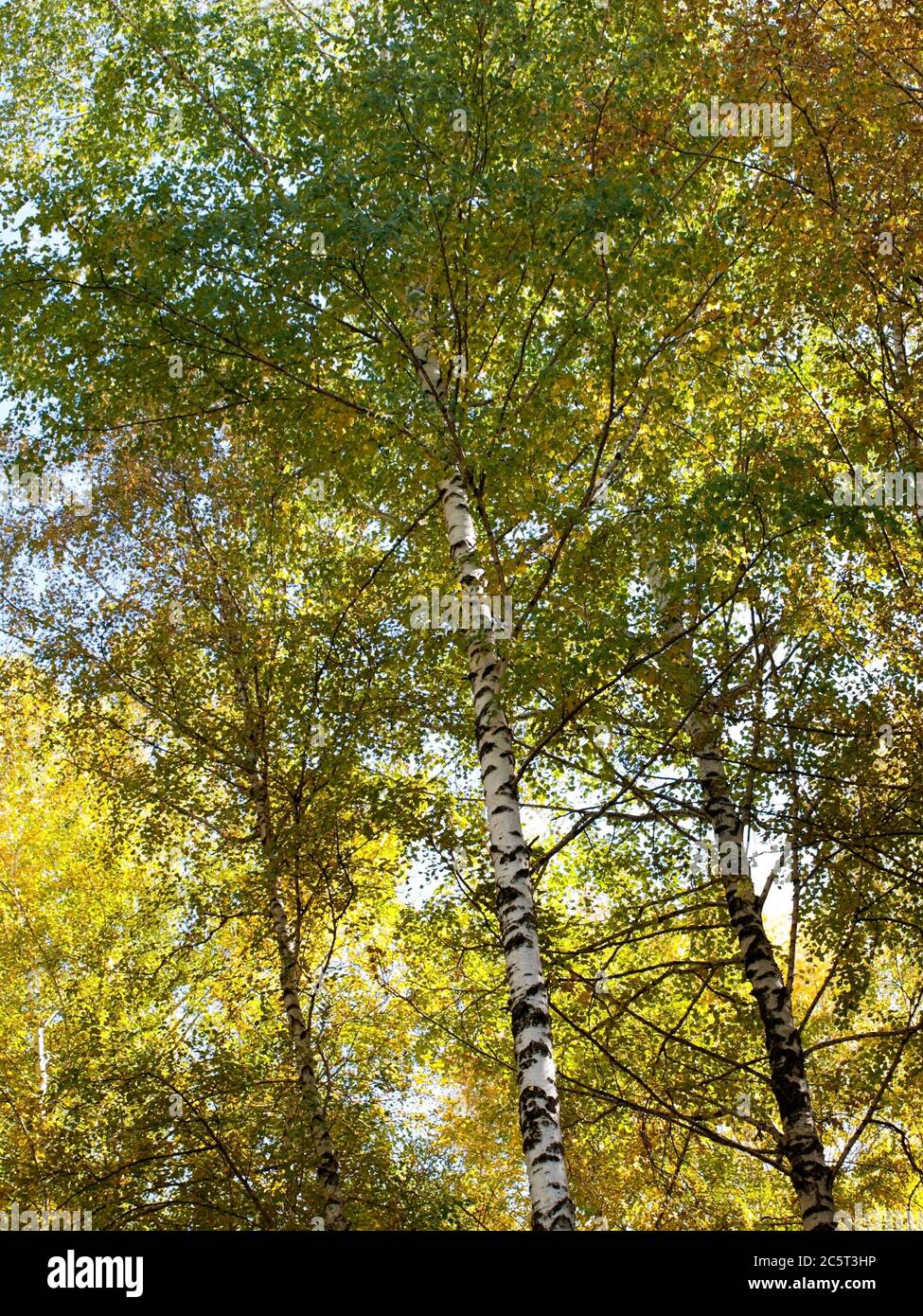 Large Birch and Aspen Trees Forest in Autumn Stock Photo - Alamy