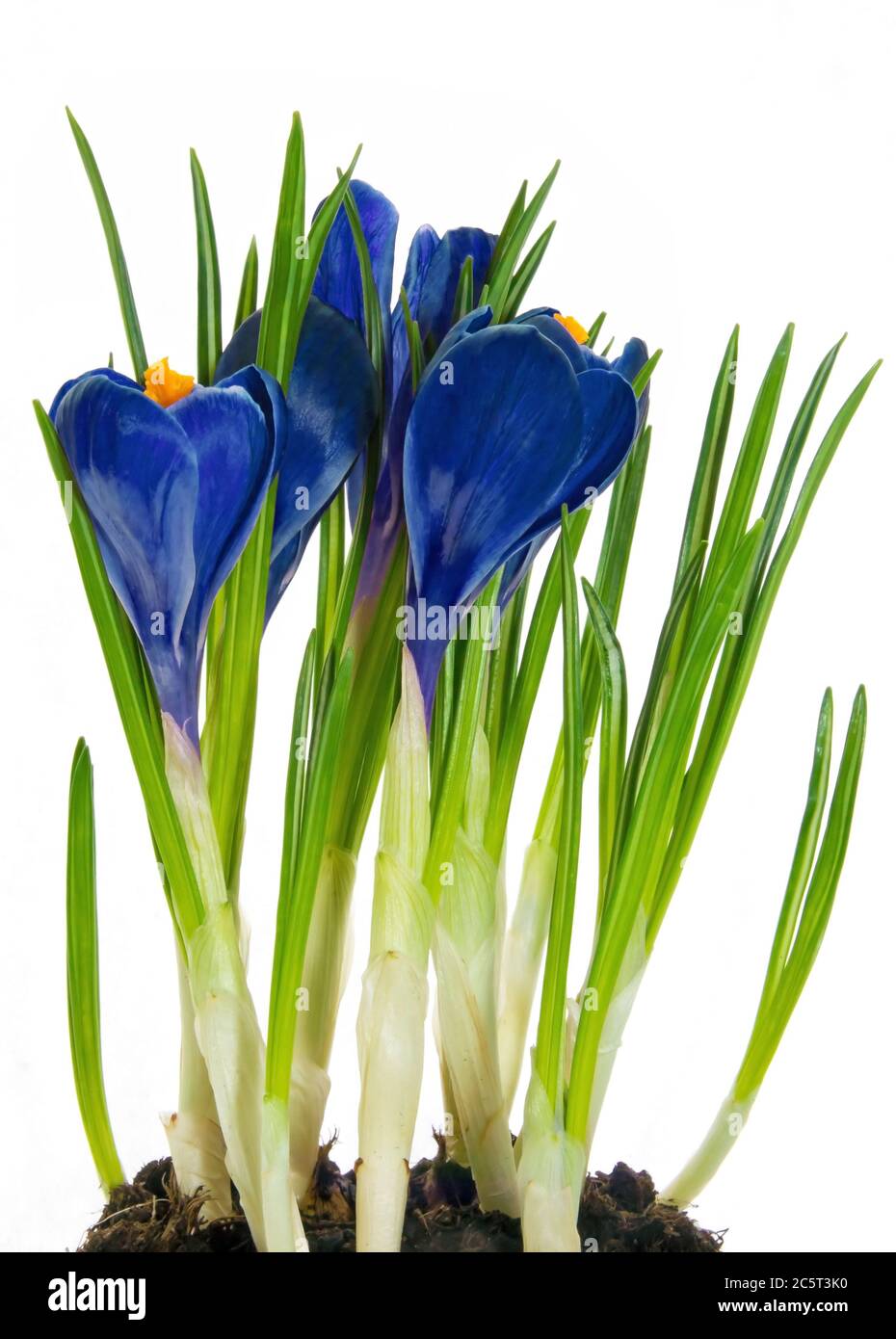 Blue crocus flower in the spring isolated on white background Stock ...