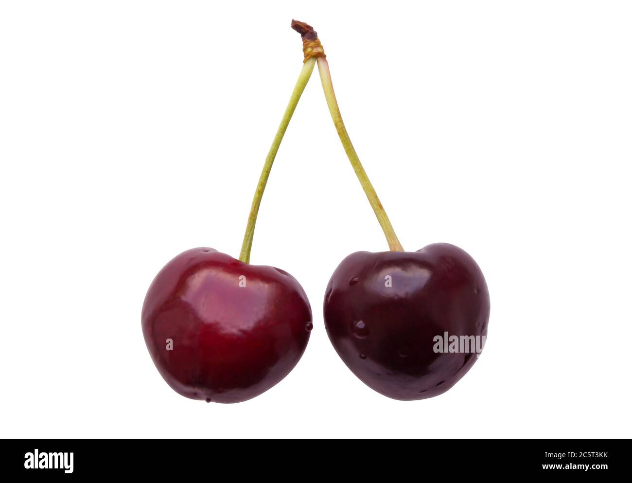Two fresh cherries still attached to their stem. Clipping path included ...