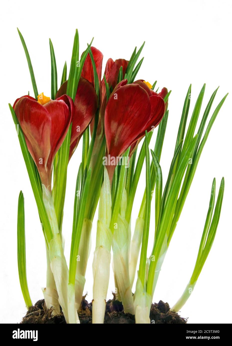 Red crocus flower in the spring isolated on white background Stock ...